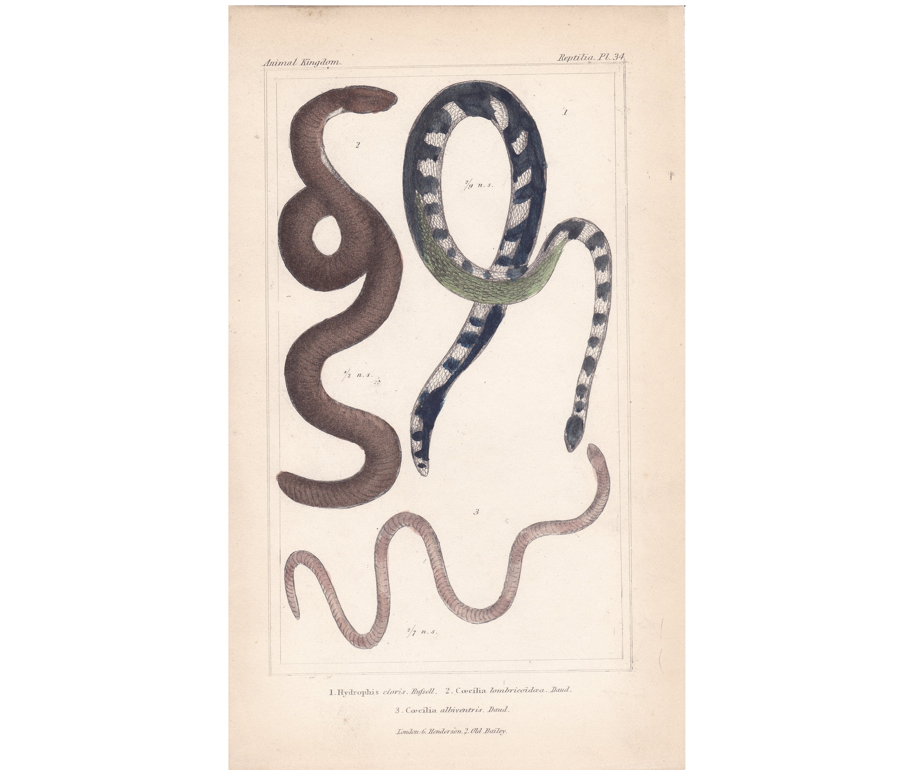 1837 Antique Original Engraving Antique Snake Serpent Reptile Print the ...