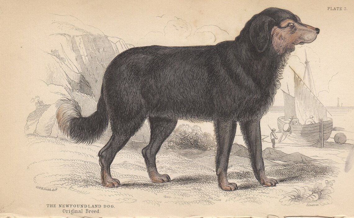 Rare Antique Original Newfoundland 1840 Jardine Mammalia 'naturalist's ...