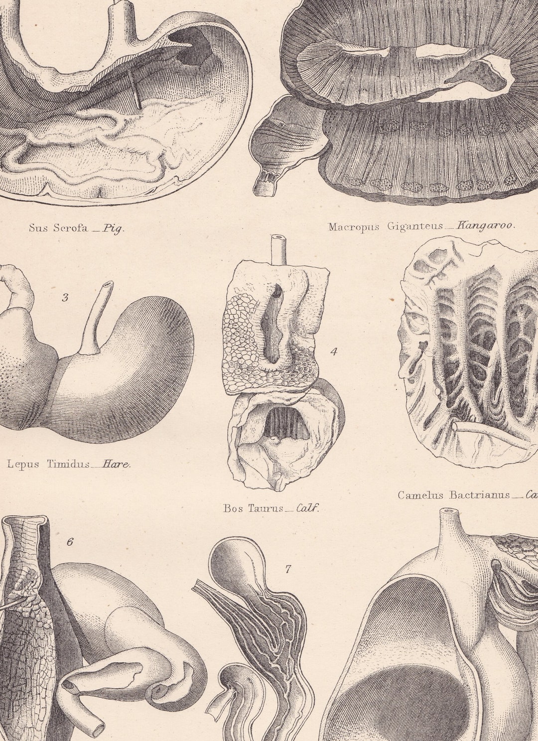 Antique Original Anatomy Stomach of Different Animals Printed 1878 ...