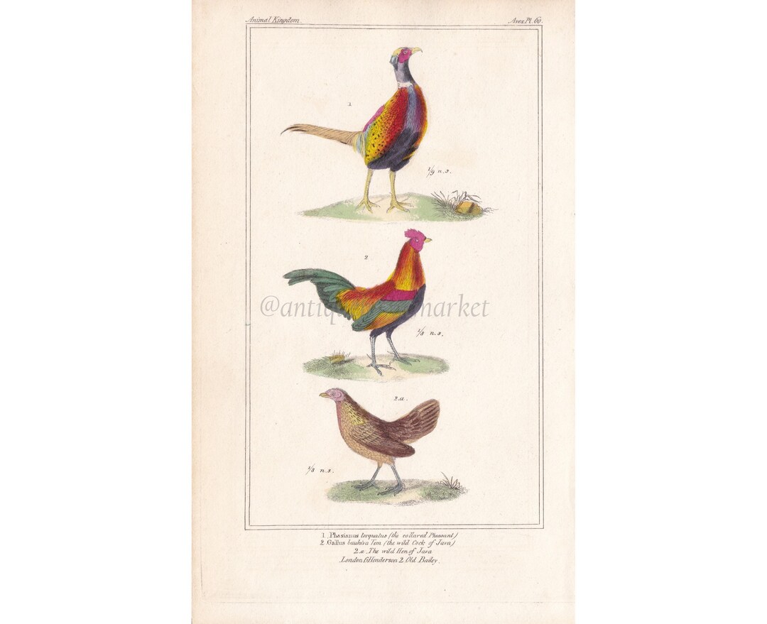1837 Antique Collared Pheasant, Red Junglefowl Bird Engraving ...