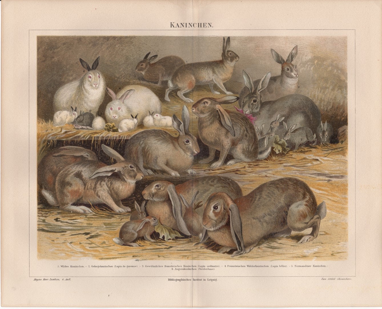 Antique 1900s Breeds of Rabbit Lappin Farming German Chromolithograph ...