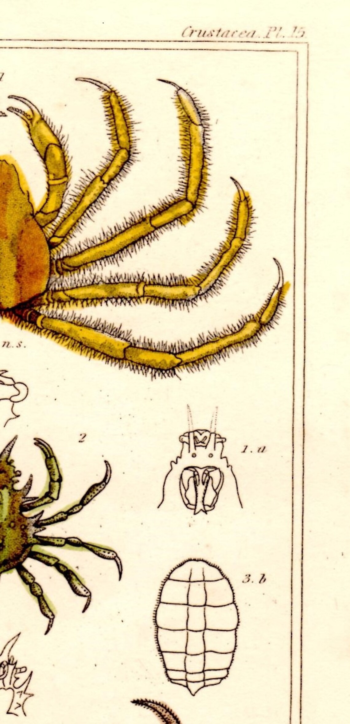 1834 Antique Original Engraving Antique Crustacean Plate 15 - Etsy