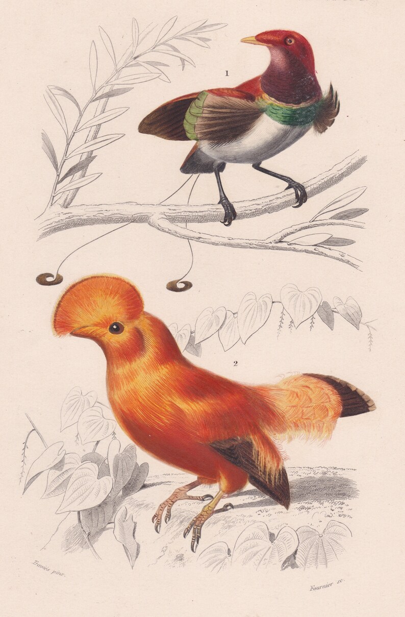 Antique Original Bird of Paradise Manucode Manakin Bird Exotic Print ...