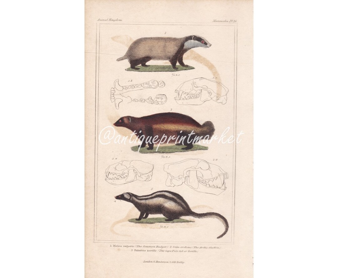 1834 Antique Badger Artic Glutten Pole Cat Original Engraving Print ...