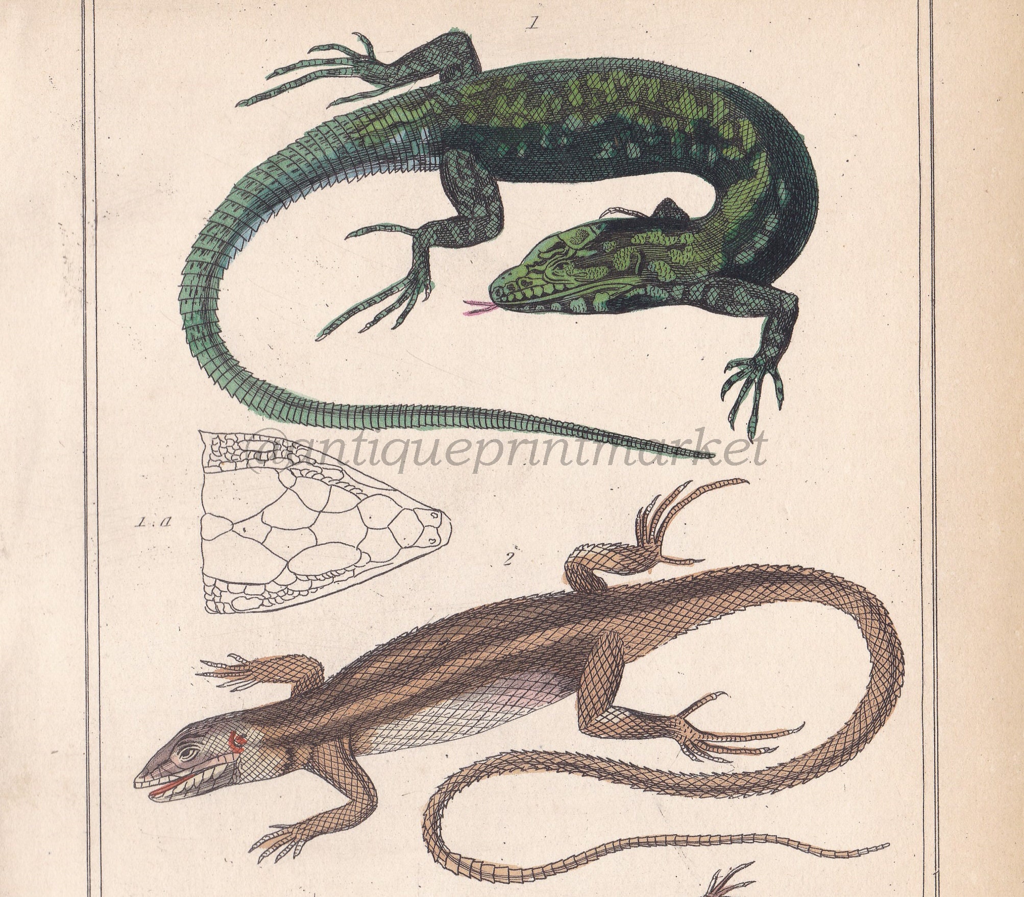 Rare Antique Original Lizards Reptiles Swift European Print 1834 George ...