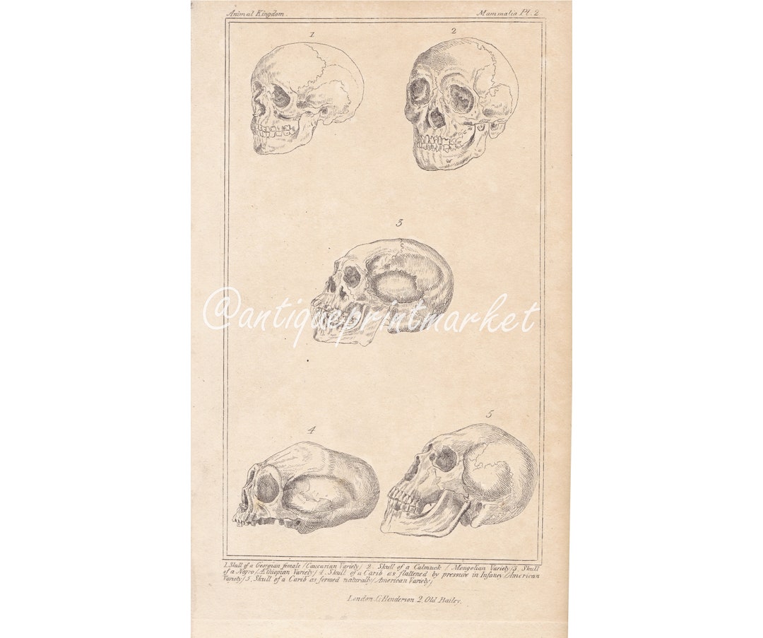 1834 Antique Original Engraving Print Human Skulls Continents Mammal ...