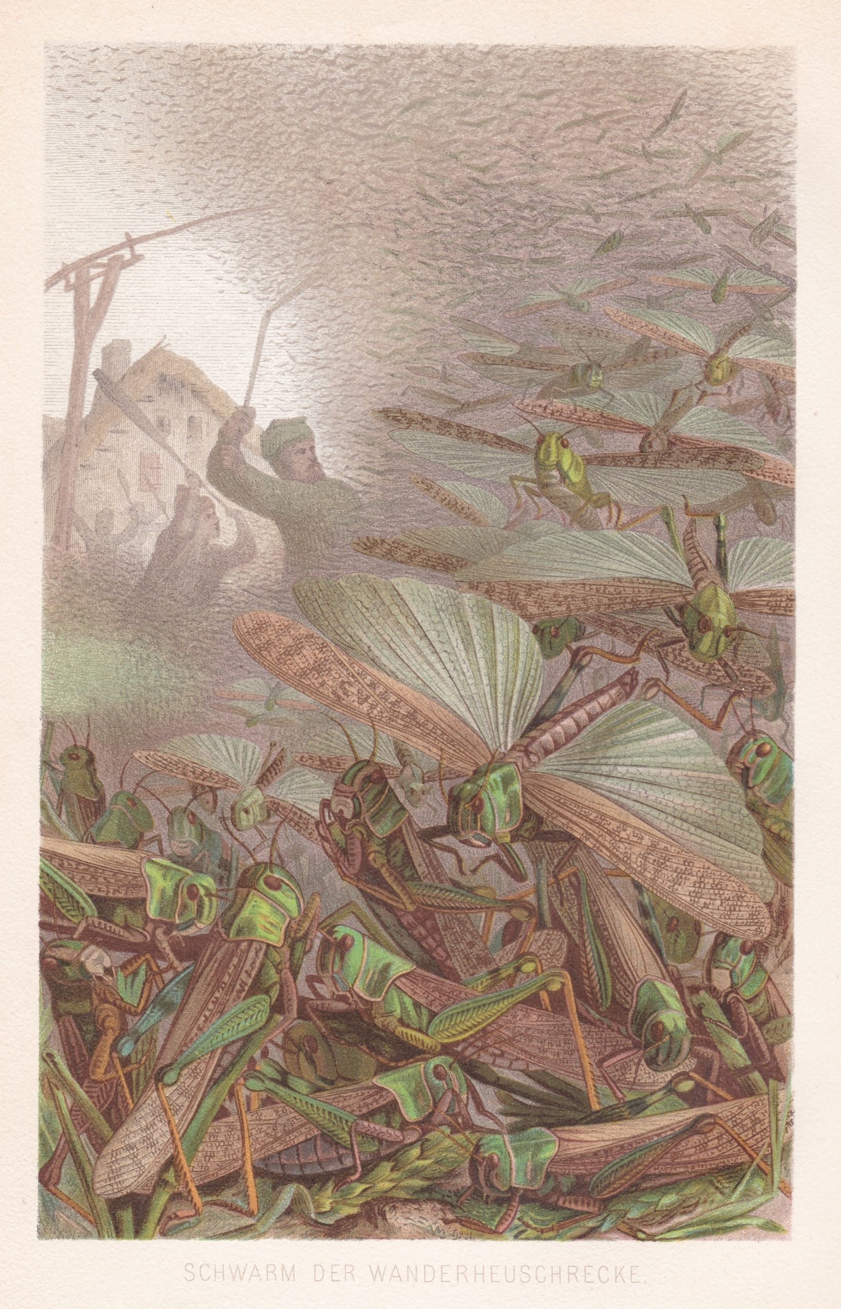 Prints Lithographs Locust Swarm Attack Bug Insect 1883 Rare Antique ...