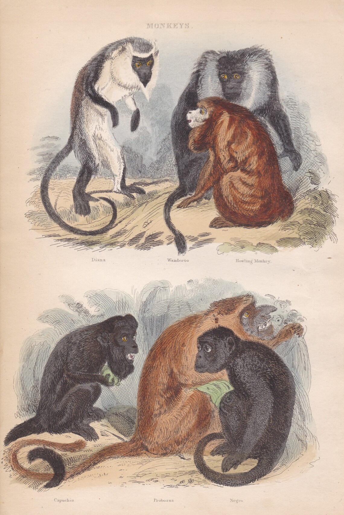 Rare Antique Original 1851 Monkey Ape Gibbon George Baron | Etsy