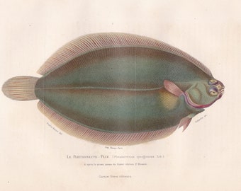 Original Antique Cod Fish Print Engraving Works of Cuvier and - Etsy UK