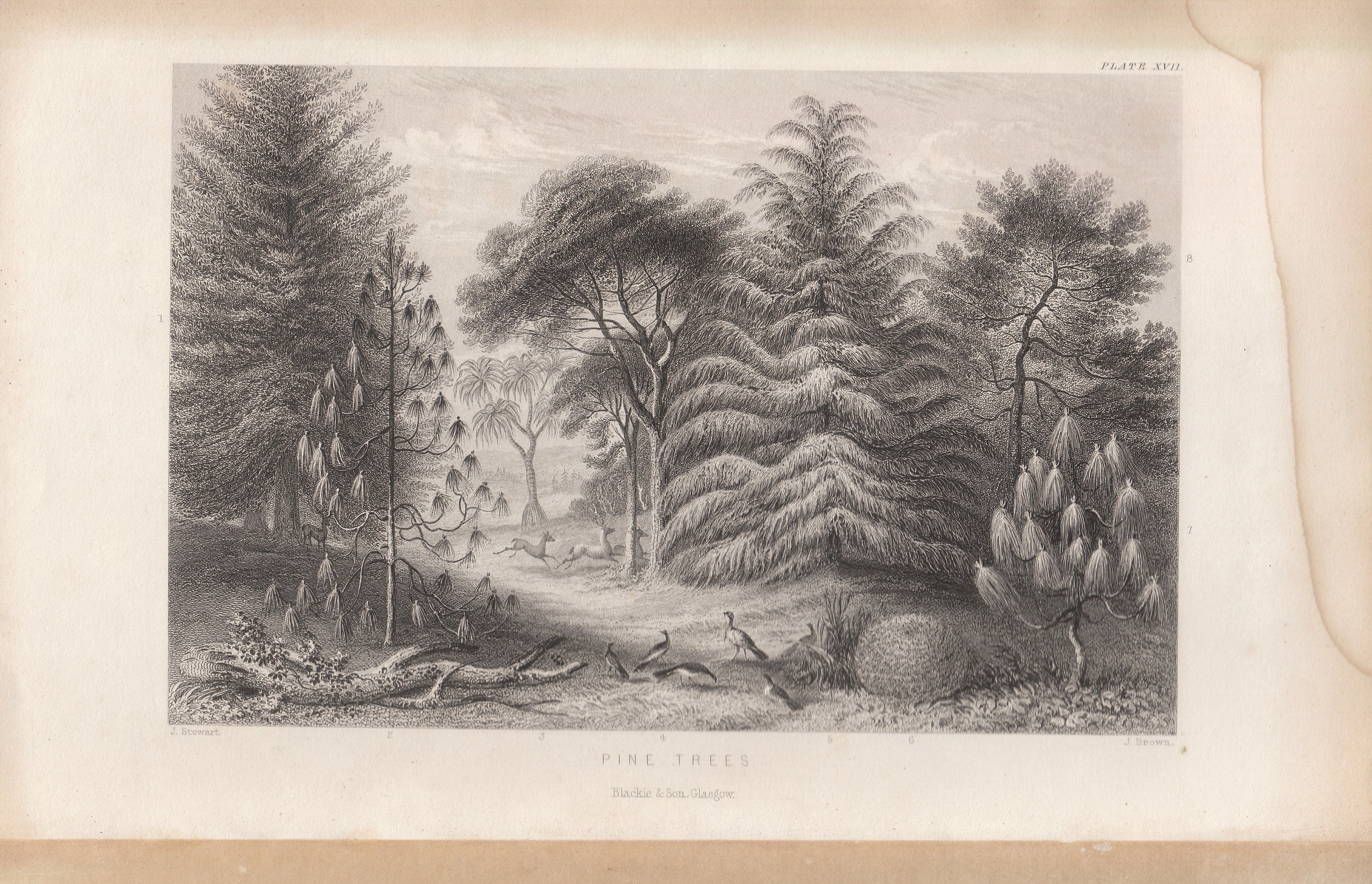 Rare 1862 Antique Original Pine Trees Forest Engraving the Vegetable ...