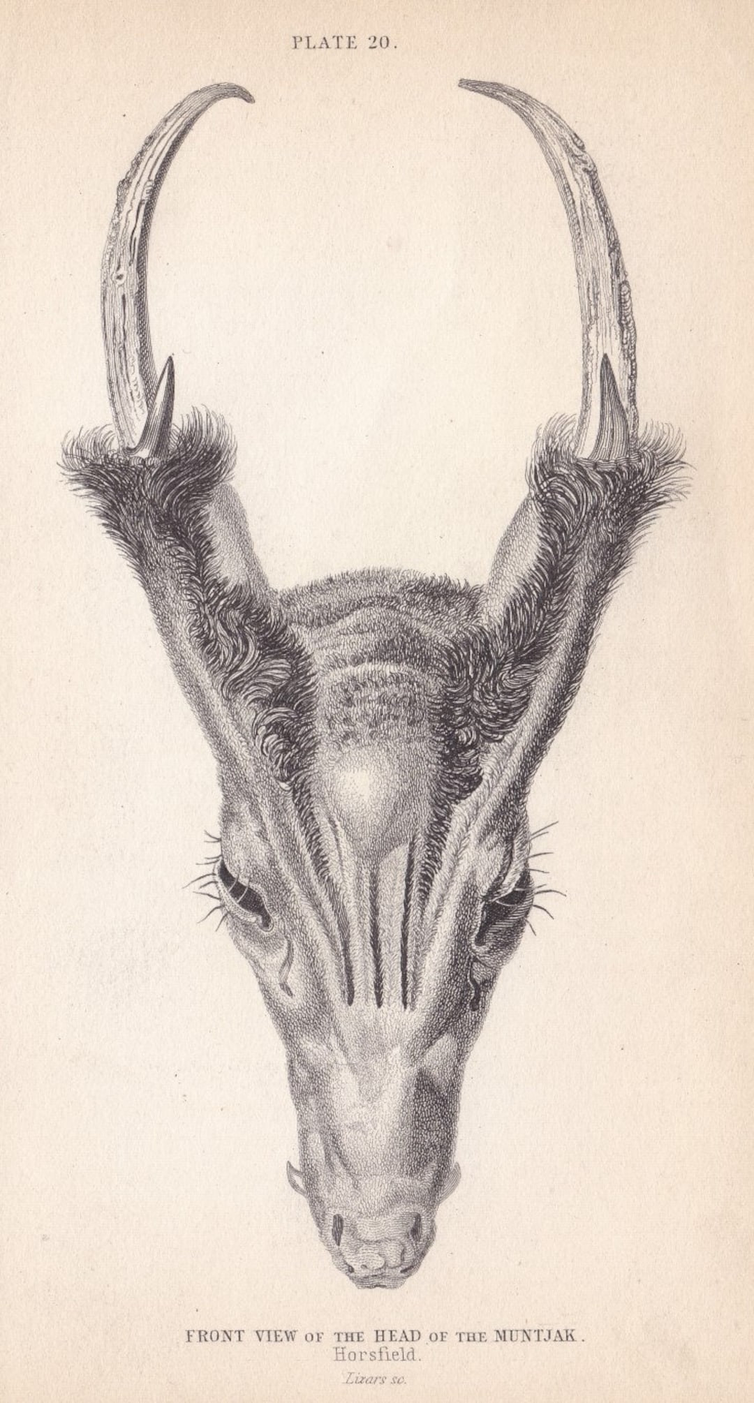 Rare Antique Original Muntjac Deer Skull 1840 Jardine Mammalia ...