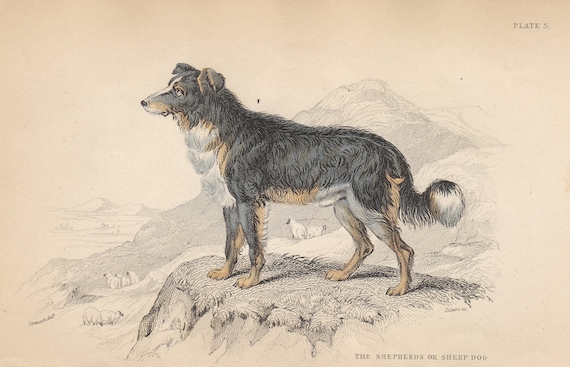 Rare Antique Original Shepherds Sheep Dog 1840 Jardine - Etsy