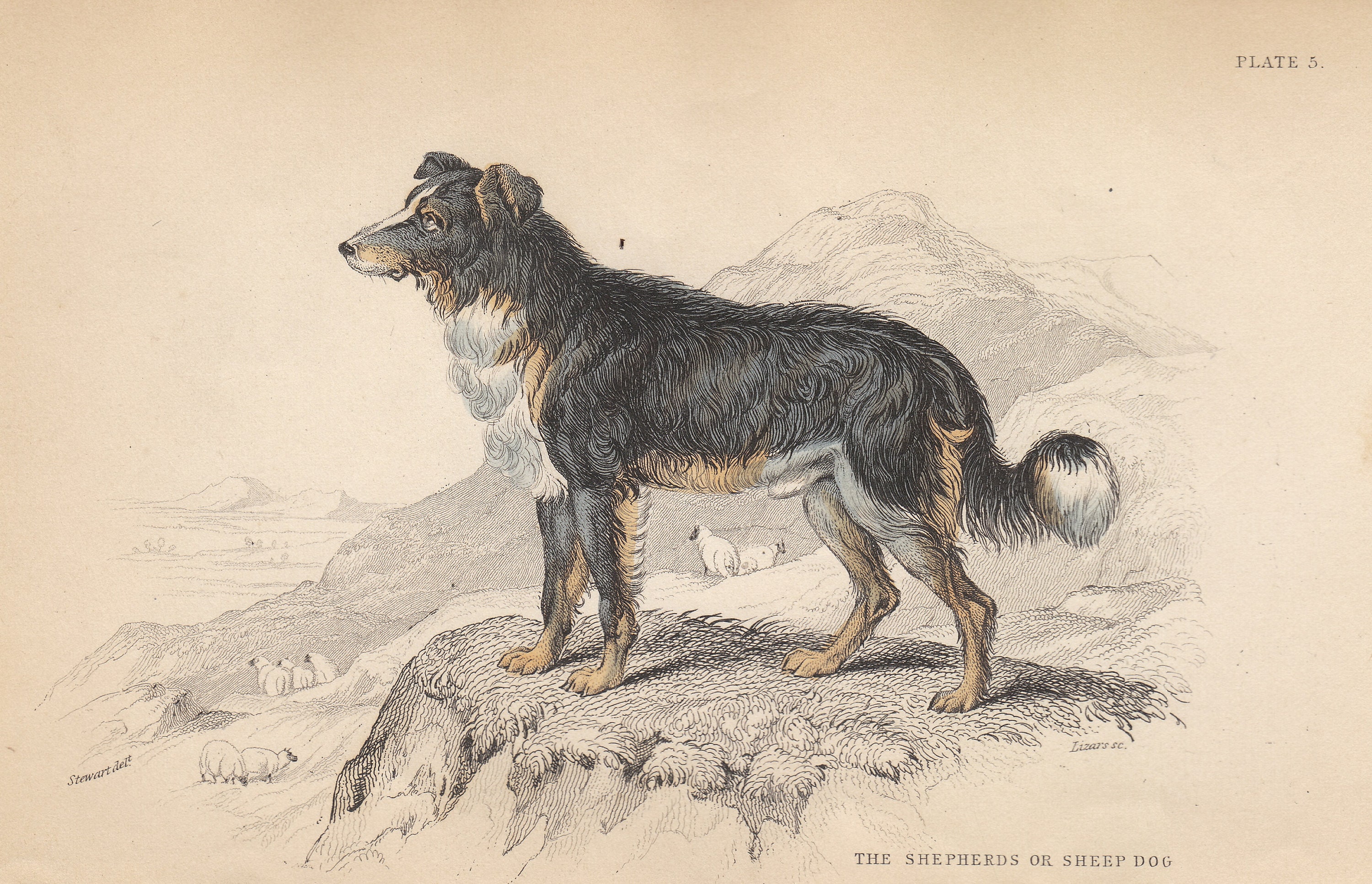 Rare Antique Original Shepherds Sheep Dog 1840 Jardine Mammalia ...