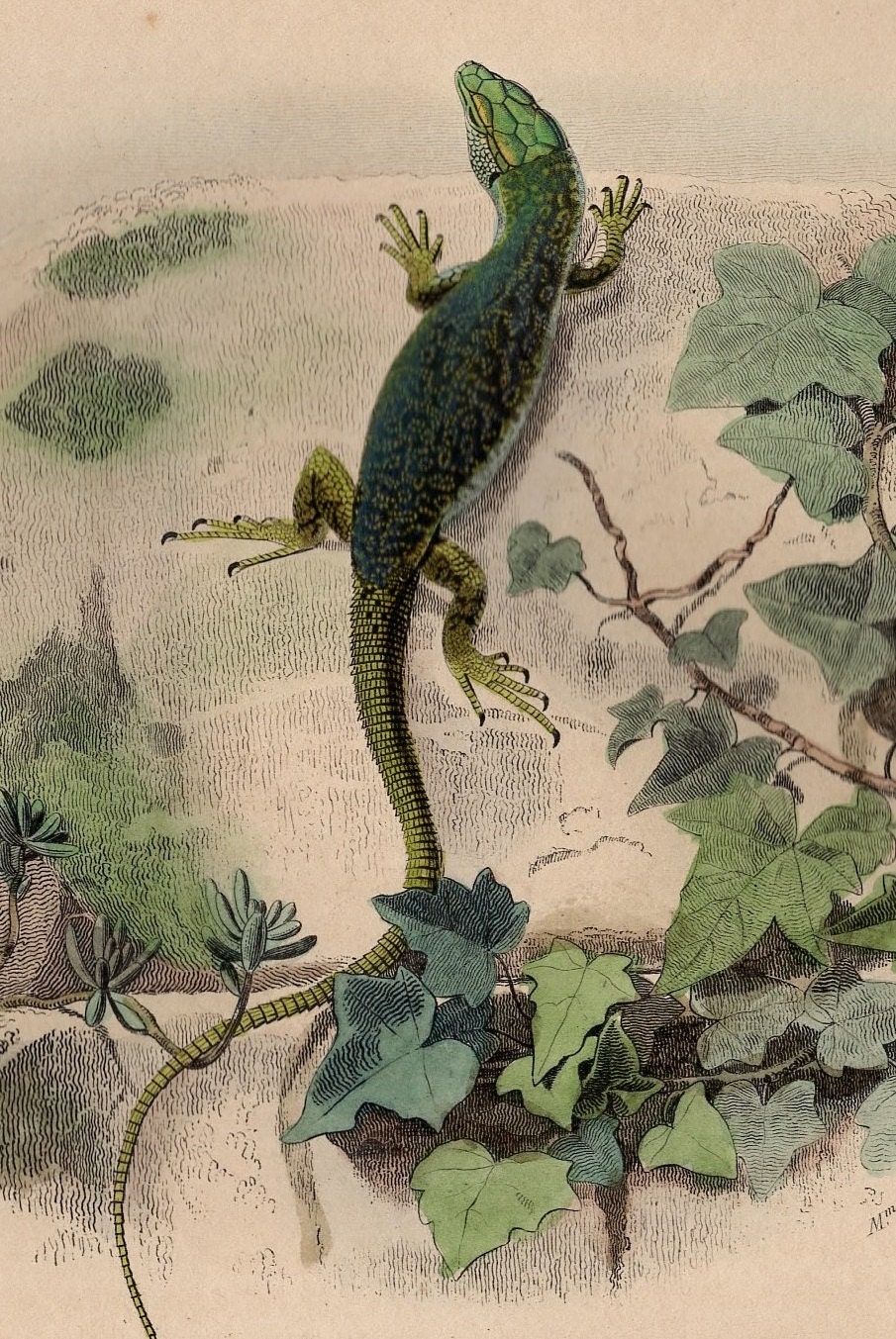 Prints 1839 Rare Antique Gecko Green Horned Spikey Lizard Reptile ...