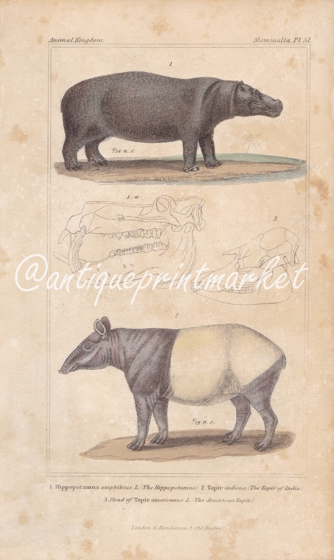 Rare Antique Hippopotamus Tapir Skull Skeleton Original 1834 George ...