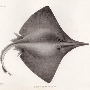 1884 Antique Ray Fish Raia Oxyrhynchus Lithograph the Fishes of Great ...