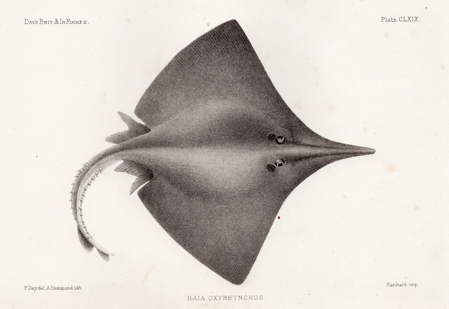 1884 Antique Ray Fish Raia Oxyrhynchus Lithograph the Fishes of Great ...