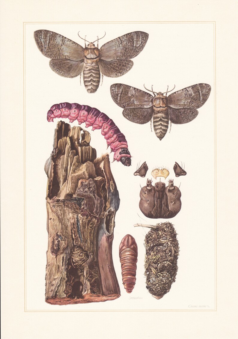 Original Vintagecossus Cossus Goat Moth Cossidae Larvae Caterpillar ...