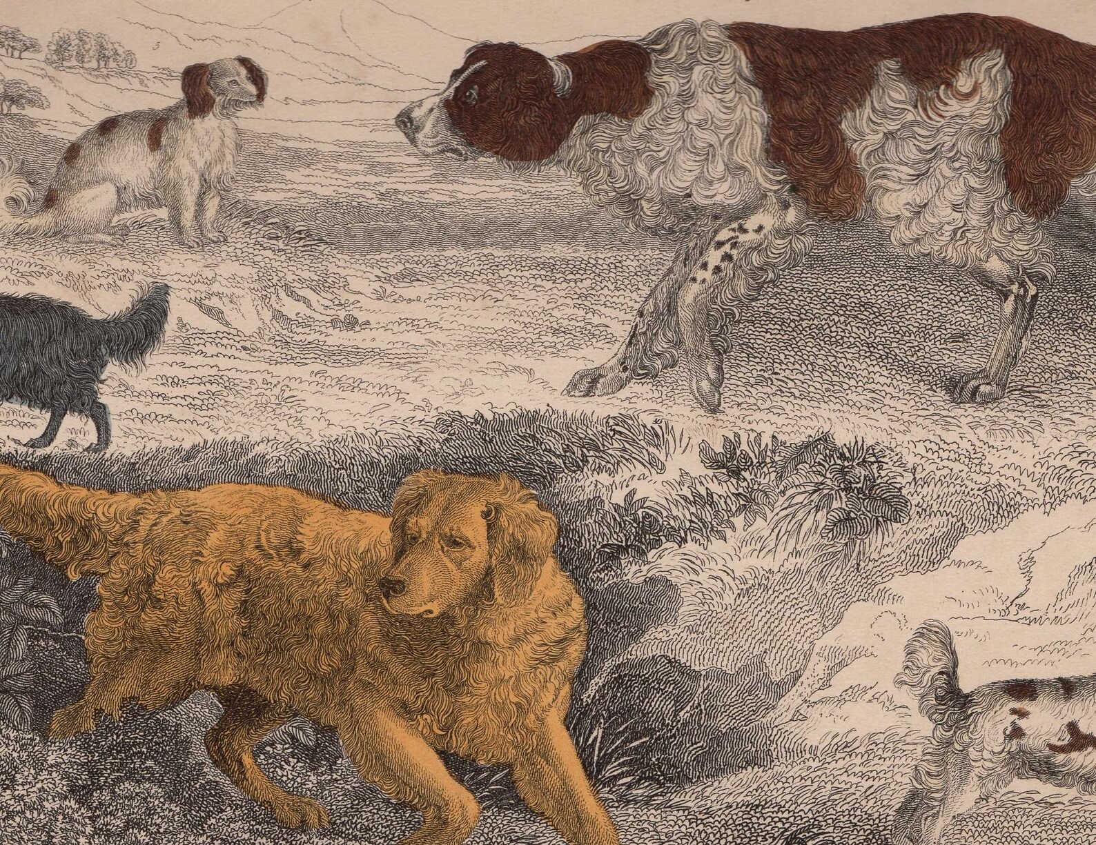 1856 Rare Antique Original Dogs Hounds Print History of Earth and ...