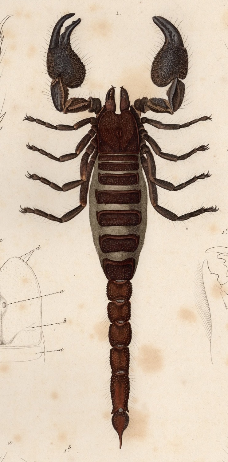 1836 Antique Original Engraving Le Règne Animal Paris Arachnid Scorpion ...