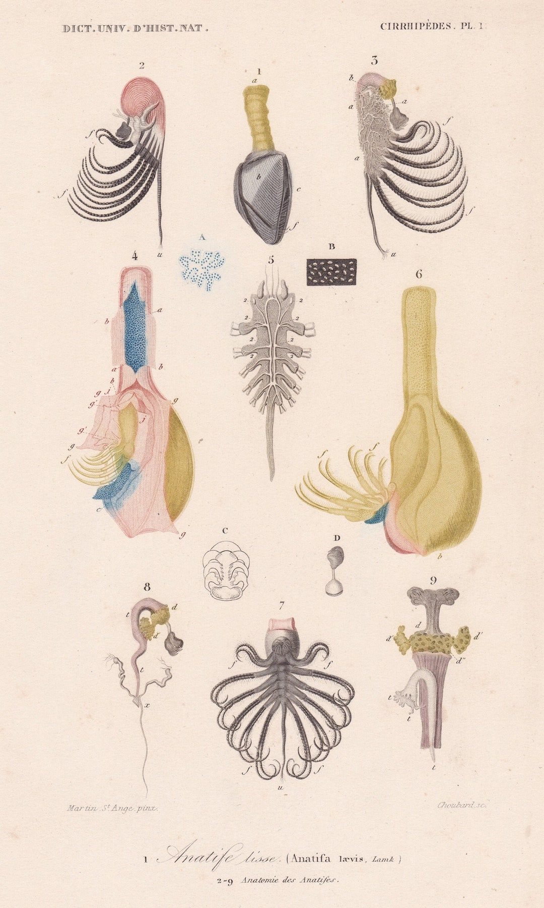 Antique Original Shell Barnacle Anatomy Print Charles D’orbigny ...