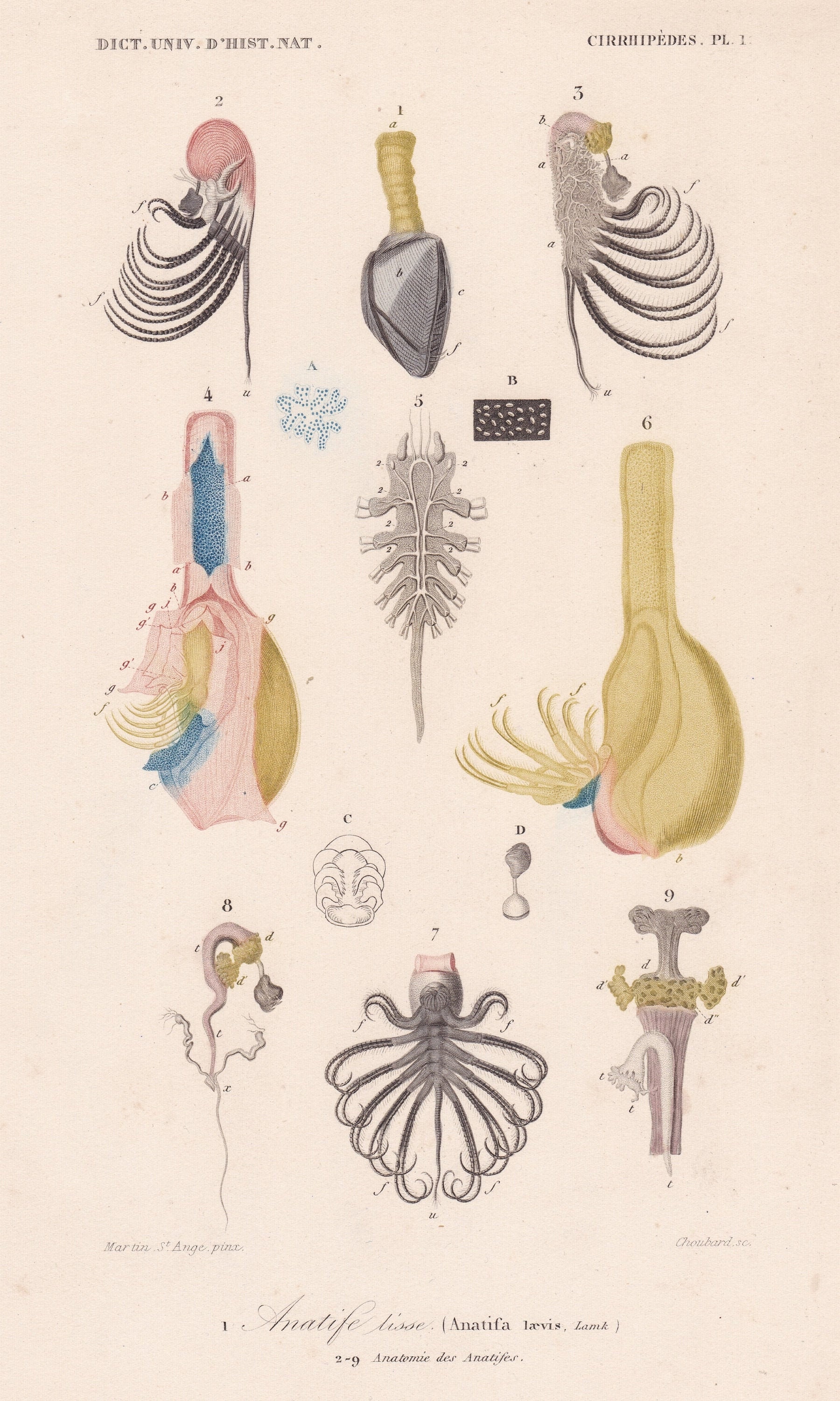 Antique Original Shell Barnacle Anatomy Print Charles Dorbigny ...