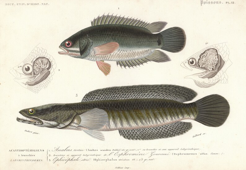 Rare Antique Original Fish 1849 Print Charles D’orbigny’s Dictionnaire ...