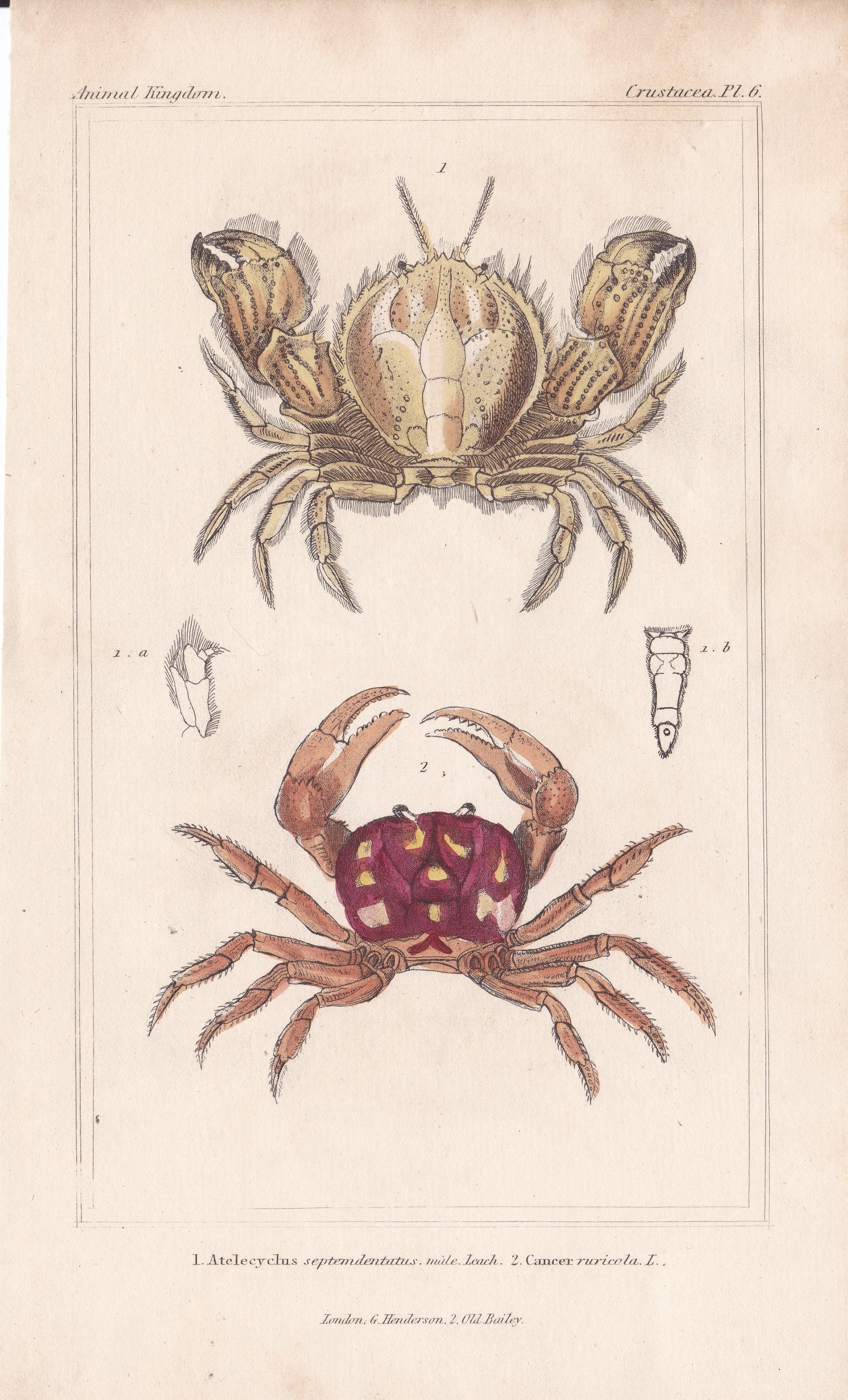 1834 Antique Crabs Original Engraving Antique Crustacean Plate 6 Crab ...