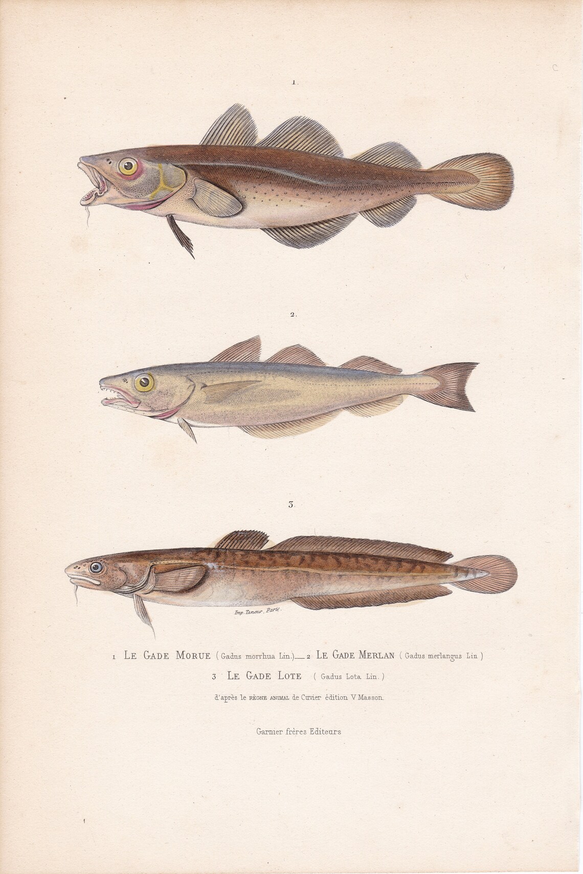 Original Antique Cod Fish Print Engraving Works of Cuvier and Lacepede ...