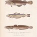 Original Antique Cod Fish Print Engraving Works of Cuvier and Lacepede ...