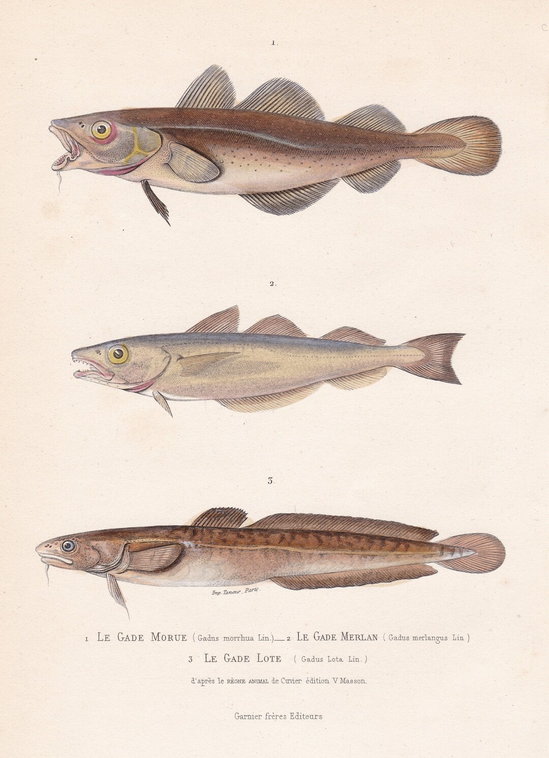 Original Antique Cod Fish Print Engraving Works of Cuvier and - Etsy UK
