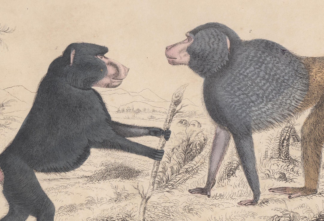 1856 Rare Antique Original Baboon Monkey Primate Print History of Earth ...