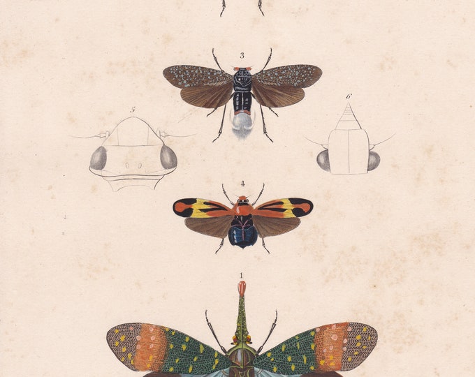 Antique Original Lantern Peanut Bug Moth Print Charles Dorbigny ...