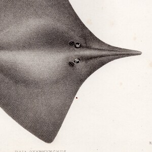 1884 Antique Ray Fish Raia Oxyrhynchus Lithograph the Fishes of Great ...