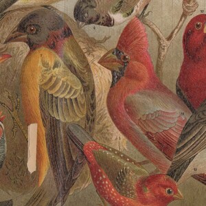 Antique 1900s Exotic Birds Finches Ornithology German Chromolithograph ...
