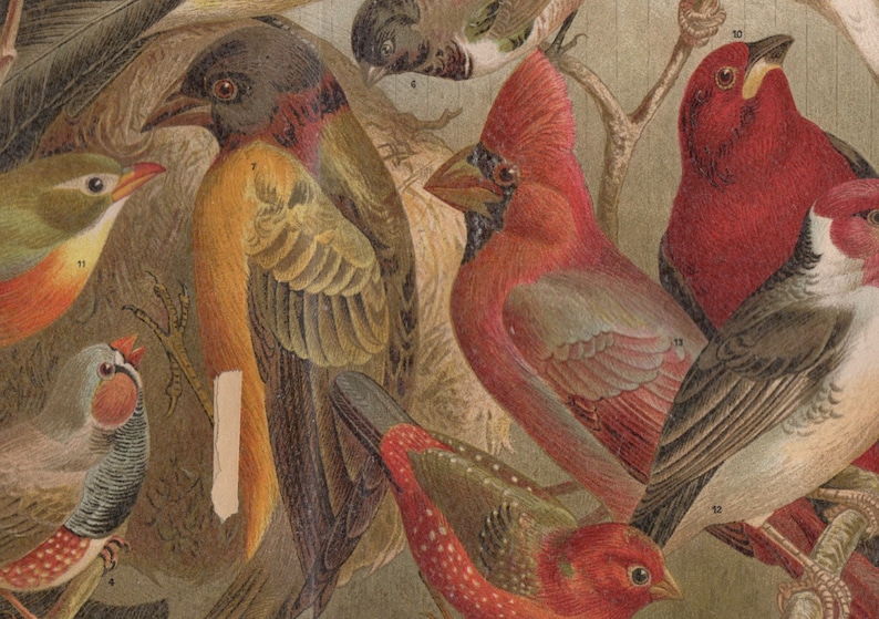 Antique 1900s Exotic Birds Finches Ornithology German Chromolithograph ...