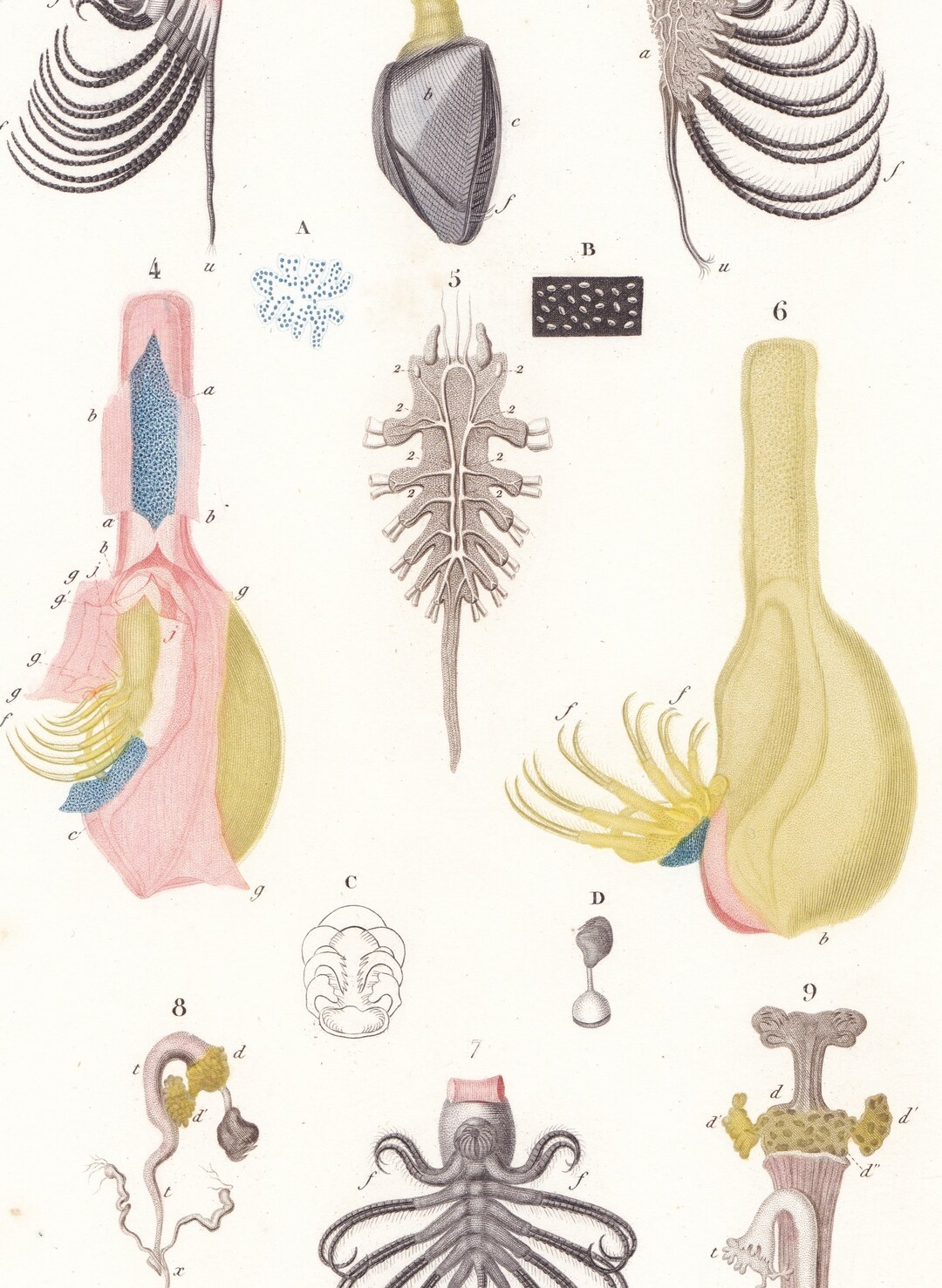 Antique Original 1861 Barnacle Anatomy Print Charles D’orbigny ...
