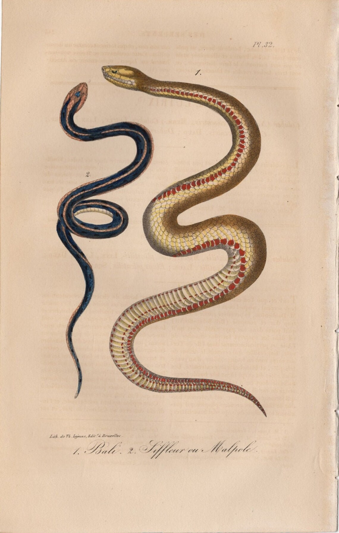 1834 Rare Antique Serpent Bali Snake Reptile Original Print - Etsy