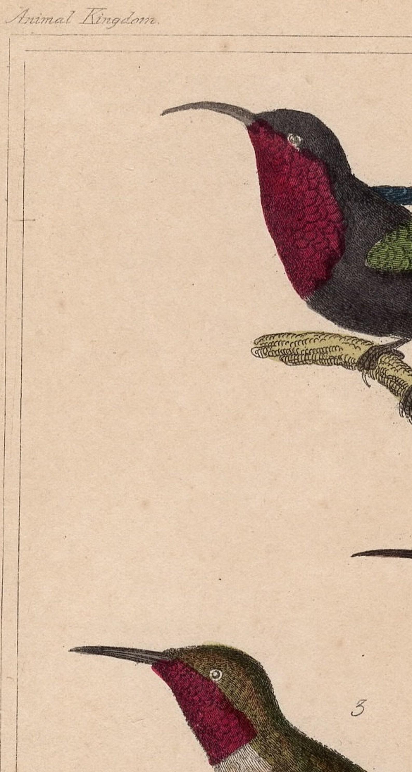 1834 Antique Rare Hummingbird Engraving Print Plate 43 the Animal ...