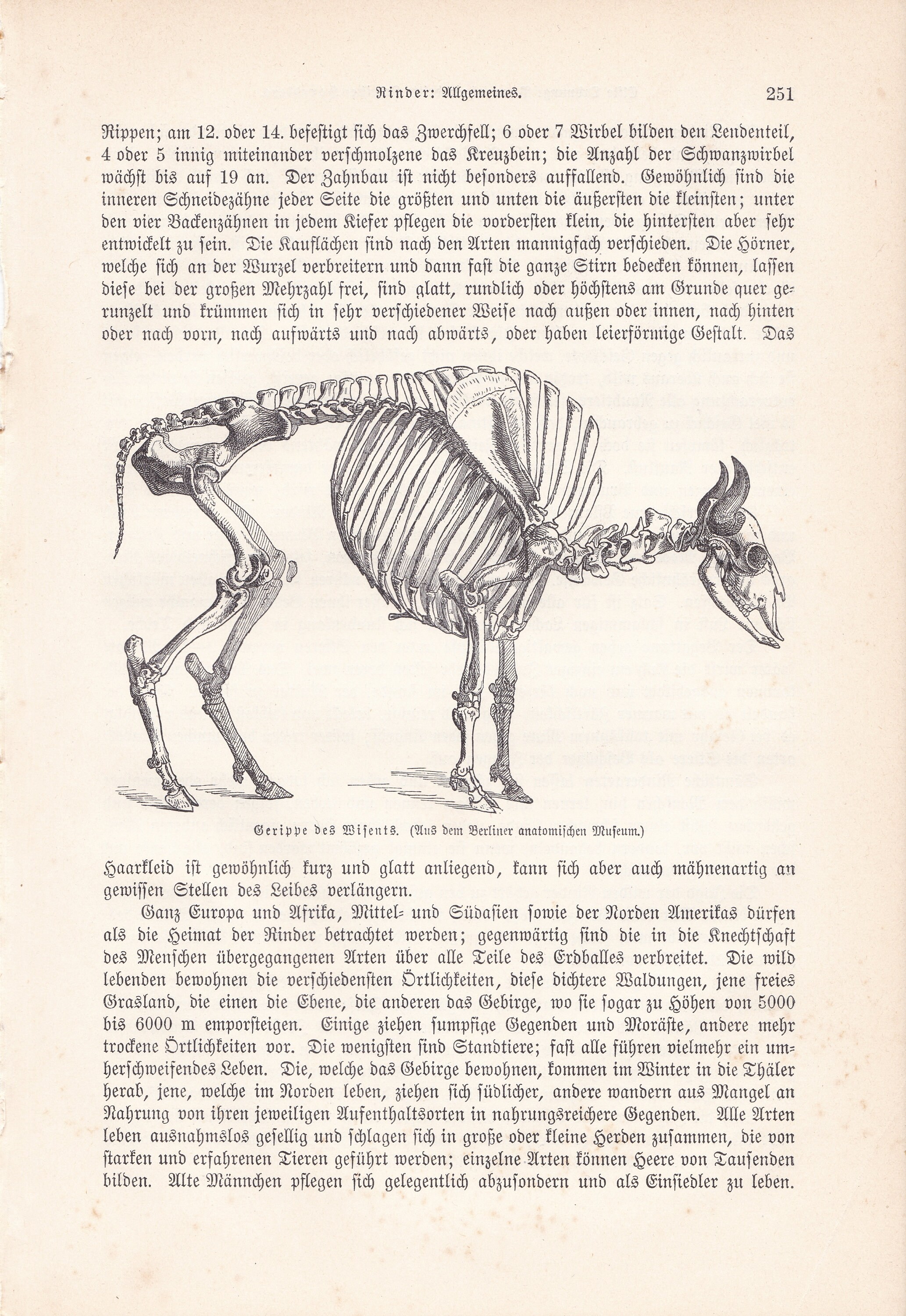 1900 Original Antique Skeleton of European Bison Cattle Original Print ...