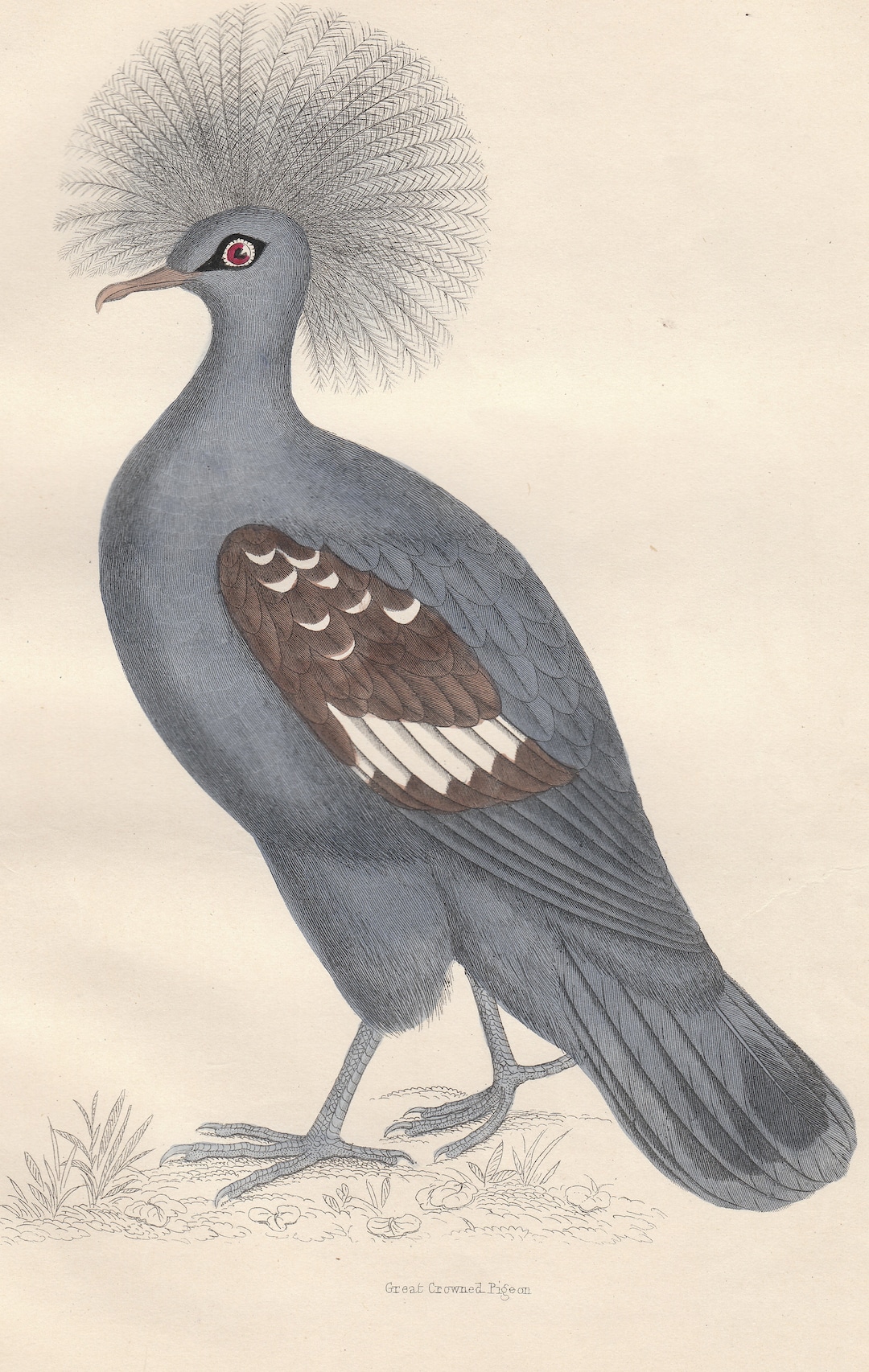 Rare Antique Original Great Crowned Pigeon 1858 George Baron Cuvier ...