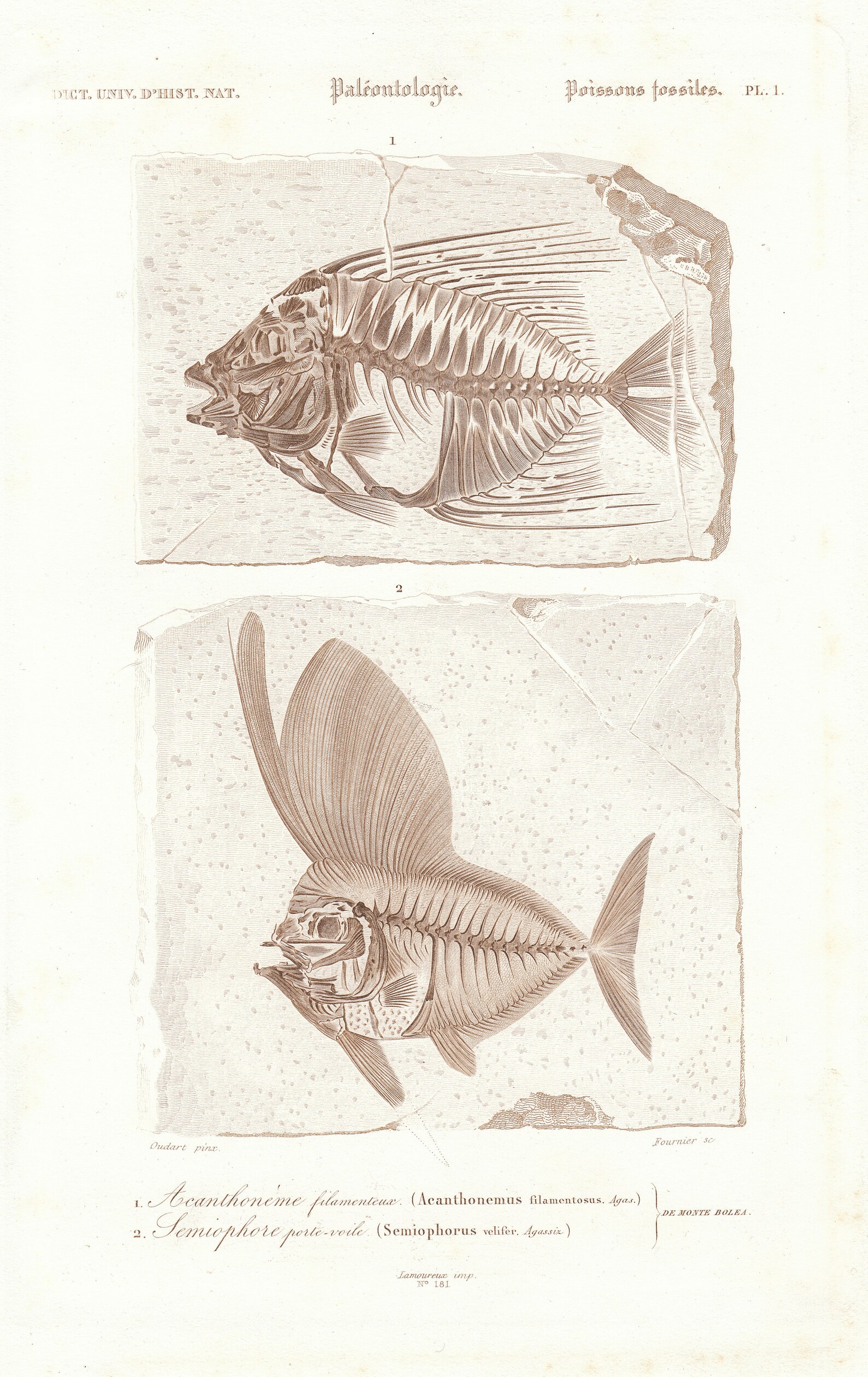 Rare Antique Original Fossils of Pre-historic Fish 1849 Print - Etsy