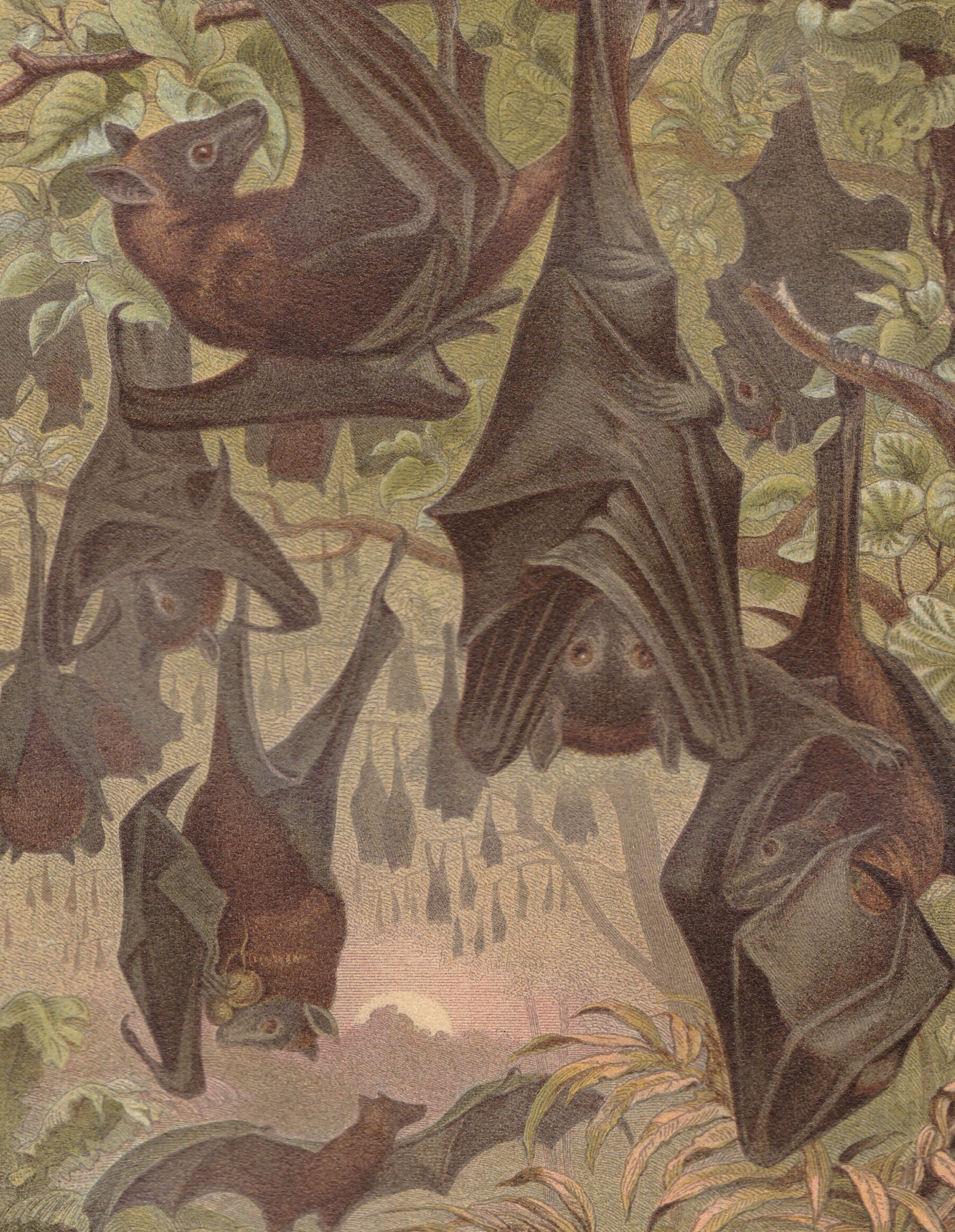 Bats Fruit Bats 1900 Rare Antique Original Print Chromolithograph ...