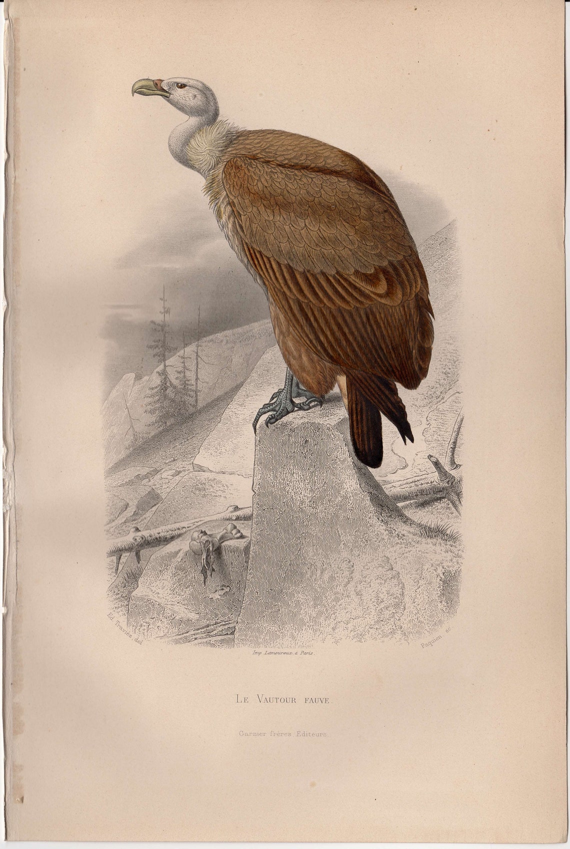 Rare Original Antique Vulture Bird of Prey Hand Colored Engraving From ...