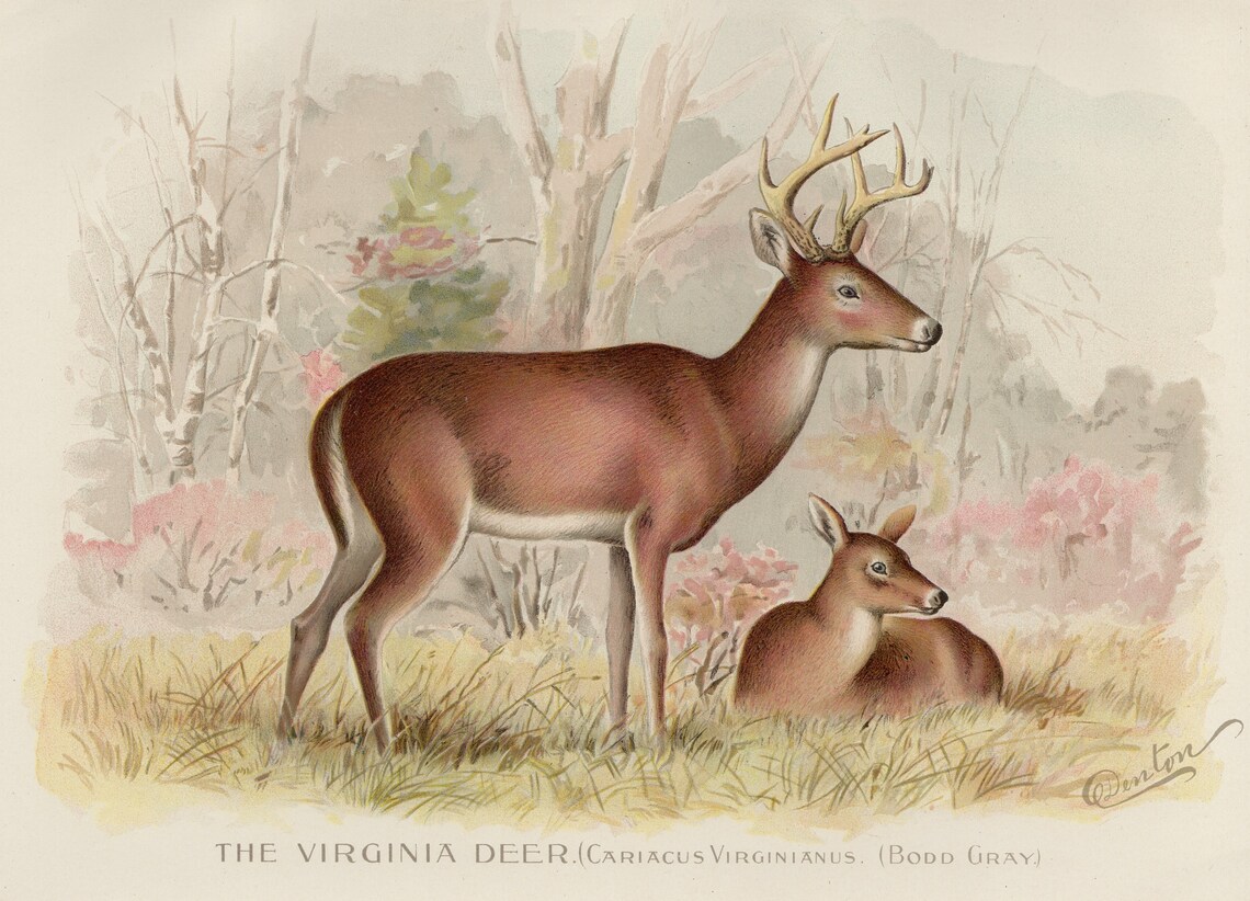 Rare Antique Original Virginia Deer Denton Chromolithograph ...