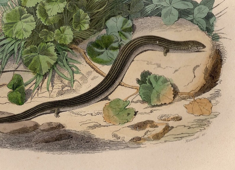 1839 Rare Antique Seps Dragon Lizard Reptile Original Print Engraving ...