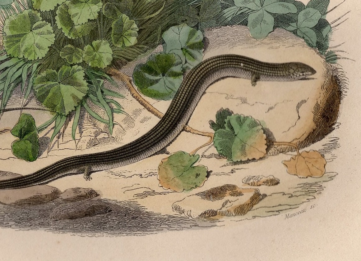 1839 Rare Antique Seps Dragon Lizard Reptile Original Print - Etsy