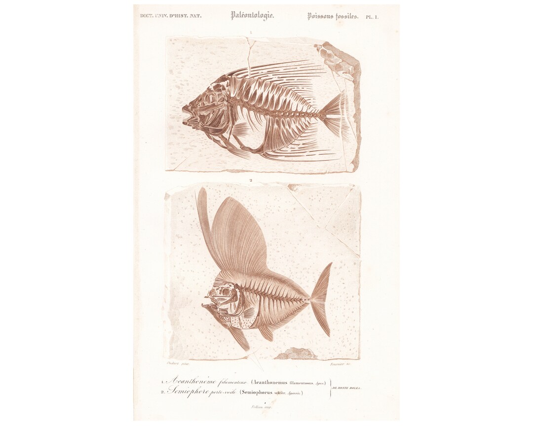Rare Antique Original Fossils of Pre-historic Fish 1849 Print Charles ...