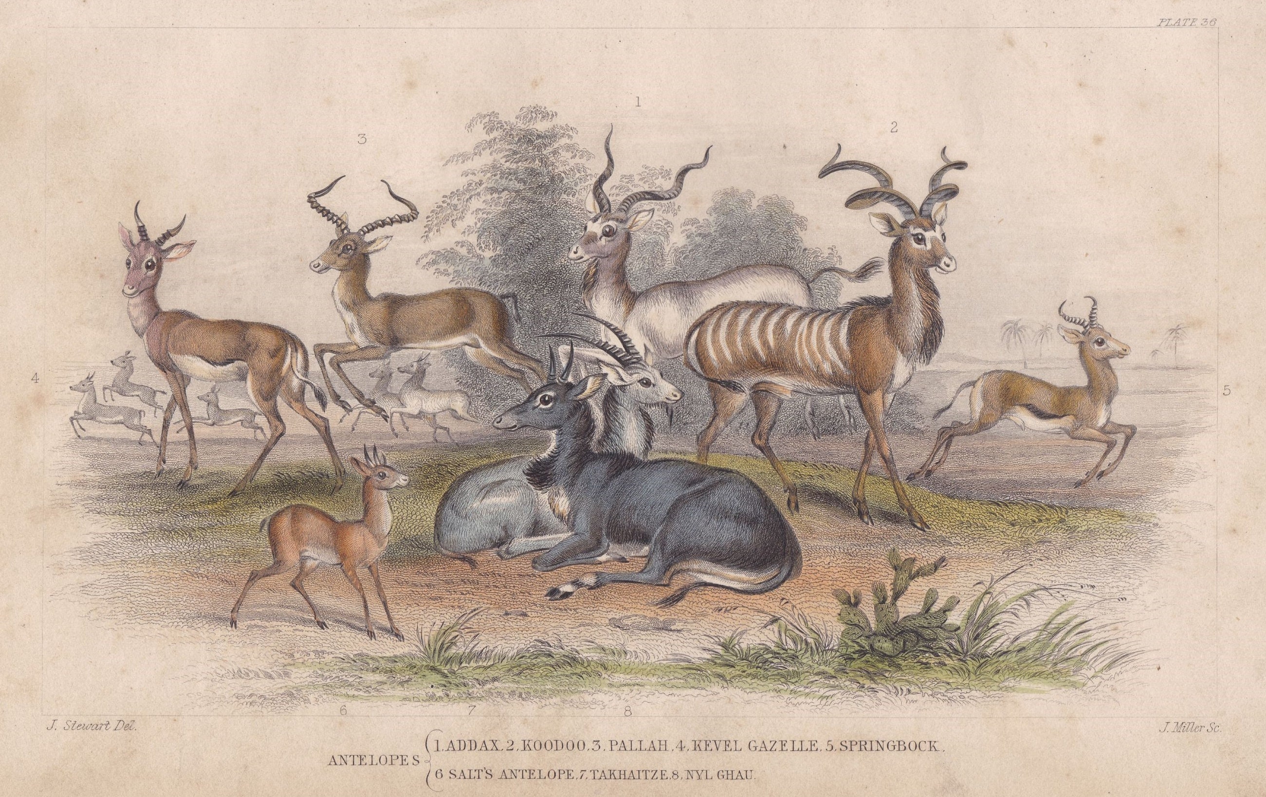 1857 Rare Antique Antelope Species Original Print A History of Earth an ...