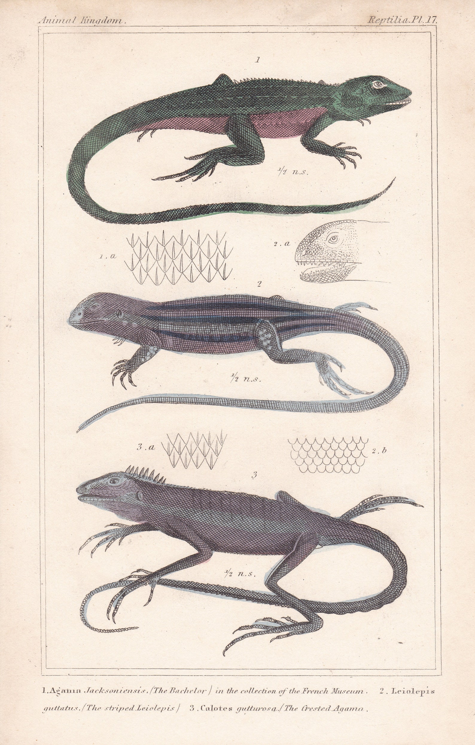 1837 Antique Original Engraving Antique Lizard Reptile Print the Animal ...